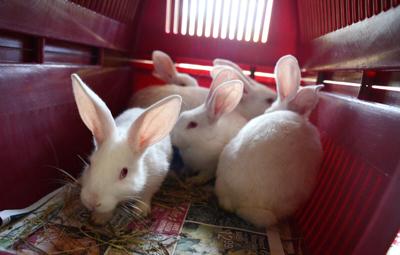 rescue rabbit london