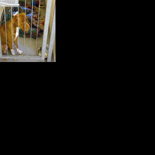 Dog on death row can't see owner