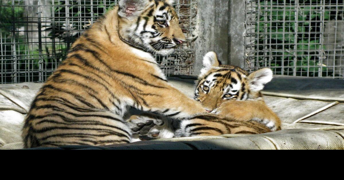 Calgary Zoo’s tiger cubs cower before fake camel until mama saves them