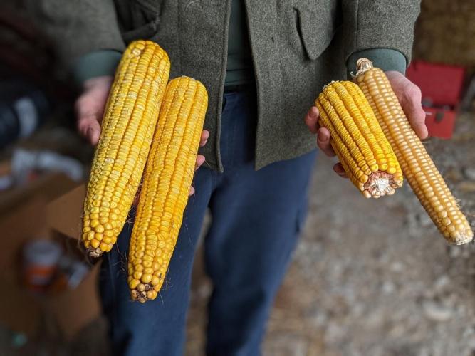 How heritage corn grown in Northumberland County makes its way to a ...