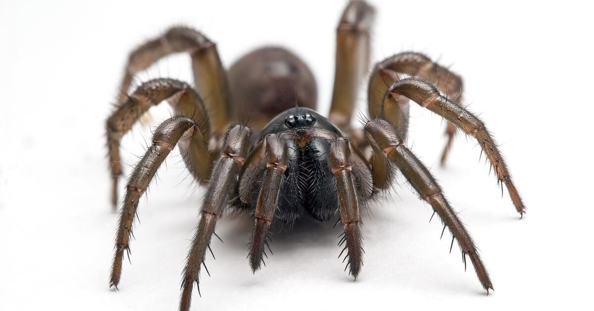 ‘Unusual find’: Tarantuloid spotted by Vancouver Island woman also ...
