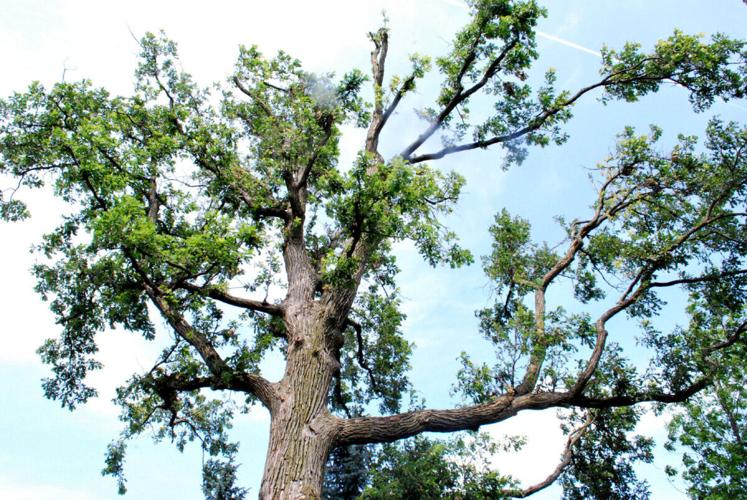 Oakville goes out on a limb for an aging 12-metre high oak