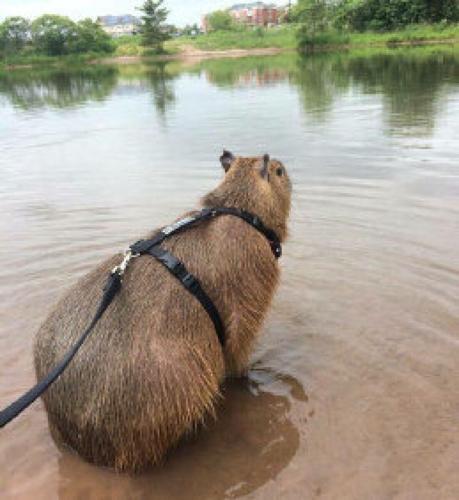 Fugitive High Park Zoo capybaras duo elude search party after morning ...