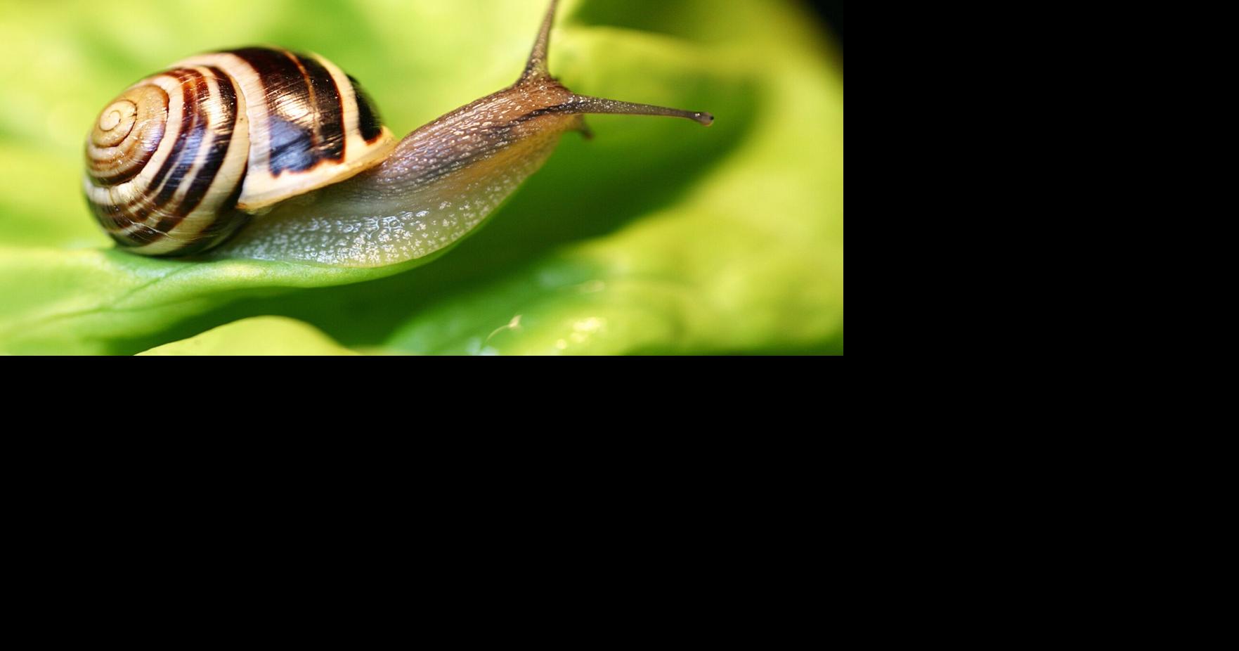 The Paisley Snail case, a duty of care, and American law