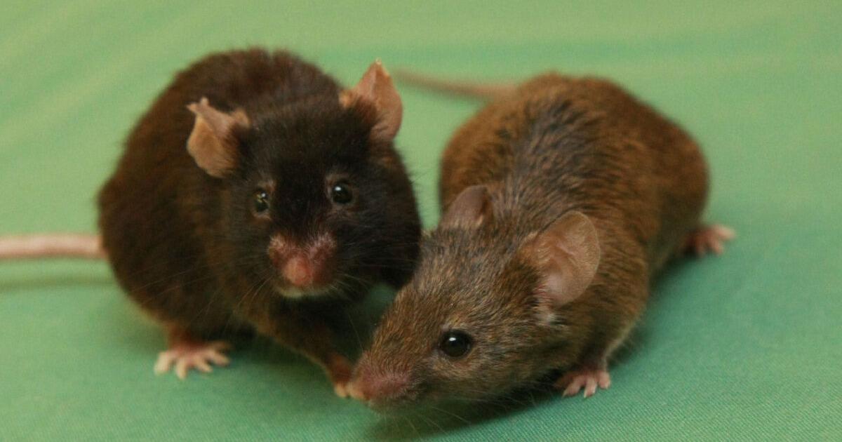 Caltech researchers’ see-through mouse has important neuroscience ...