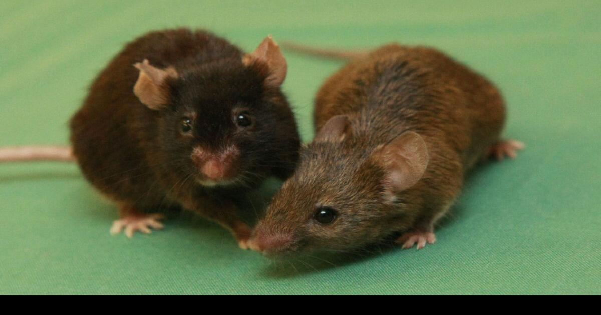 Caltech researchers’ see-through mouse has important neuroscience ...