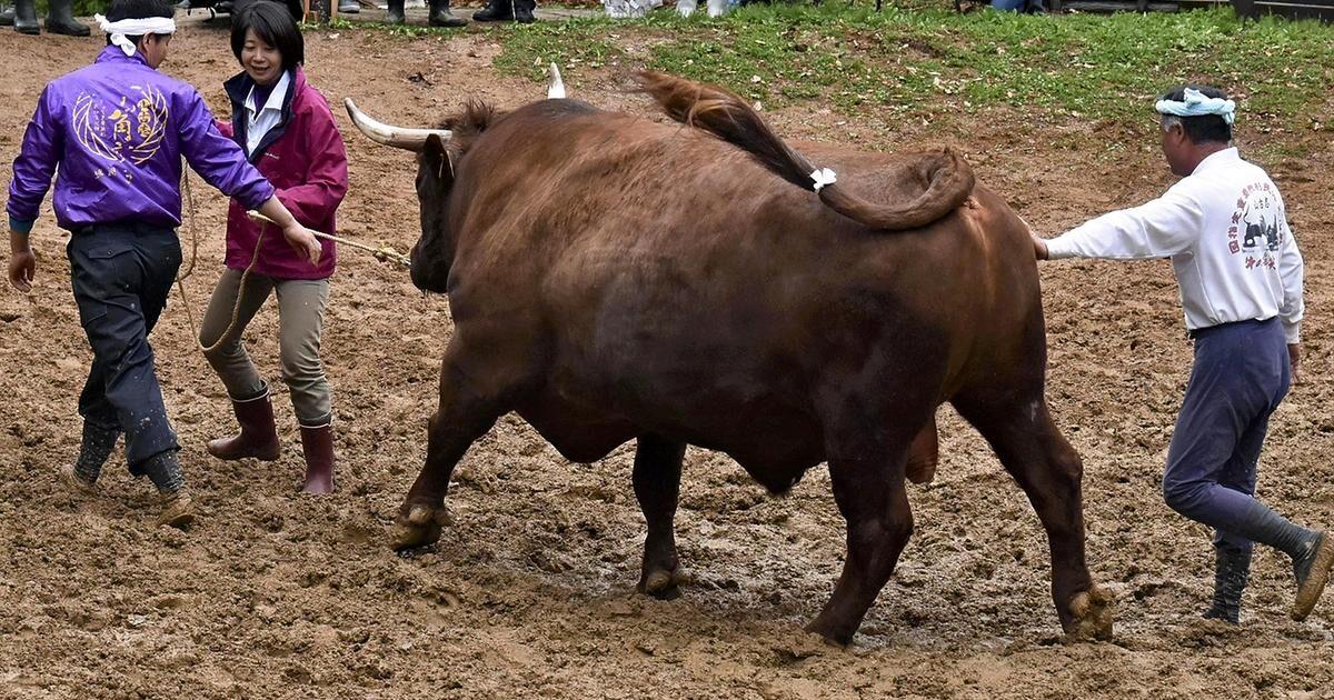 Woman enters ring at traditional bullfighting event for the first time ...