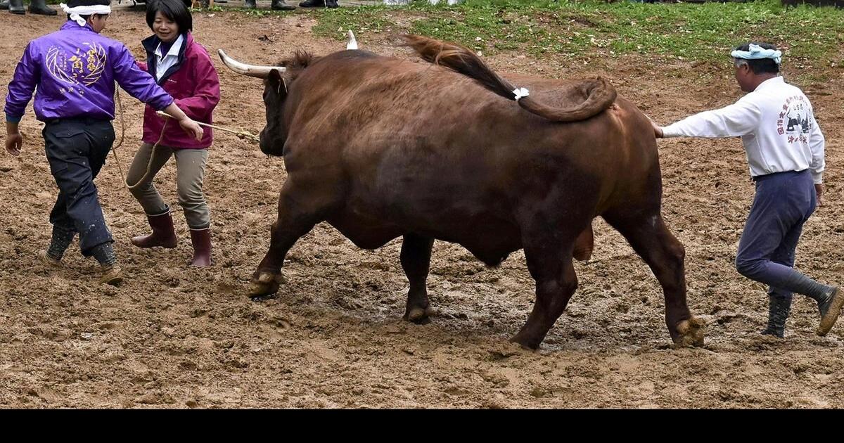 Woman enters ring at traditional bullfighting event for the first time ...