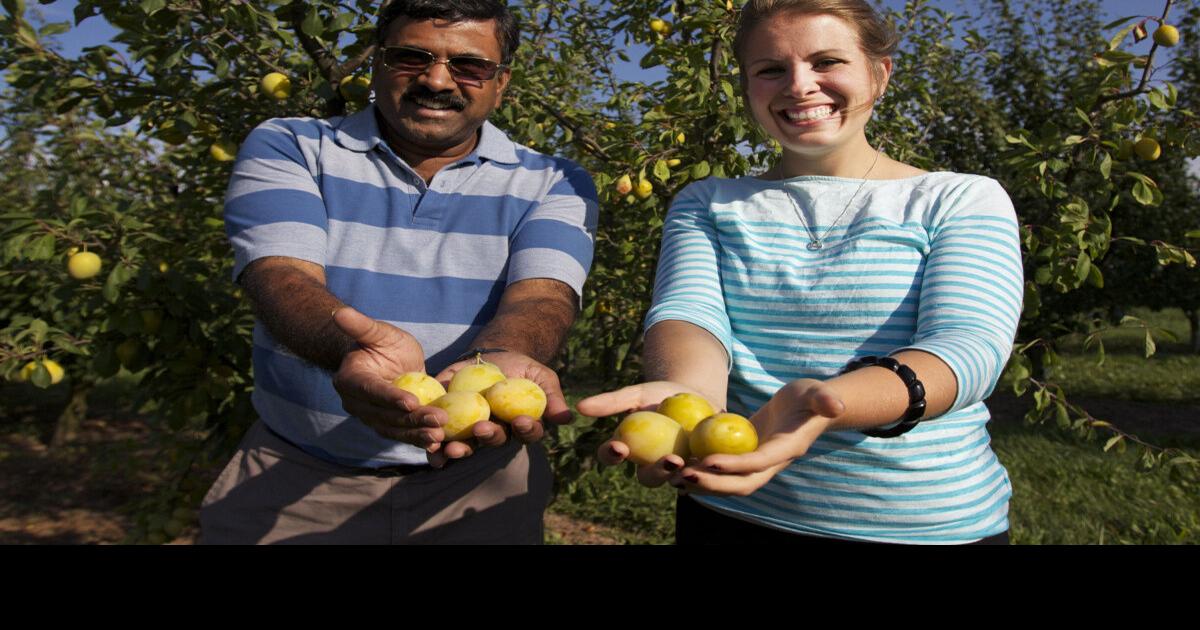 Breeding new plum a sweet gig for University of Guelph scientist