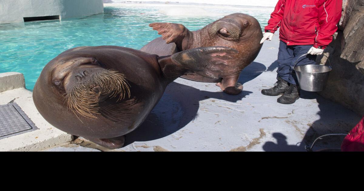 Two pregnant walruses sparking excitement at Quebec City aquarium