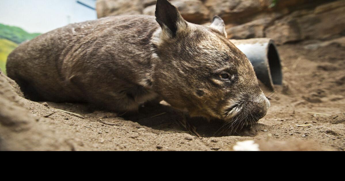 World's oldest wombat turns 33 at Toronto Zoo