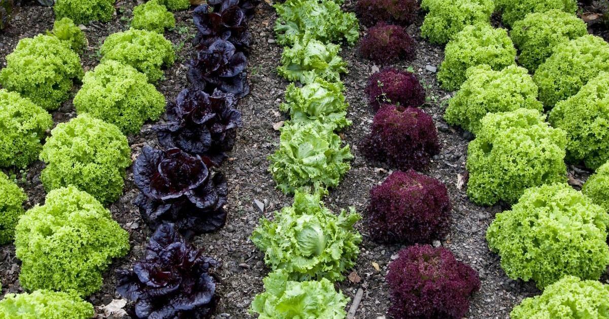 Canada’s changing dinner plate: These foods could disappear