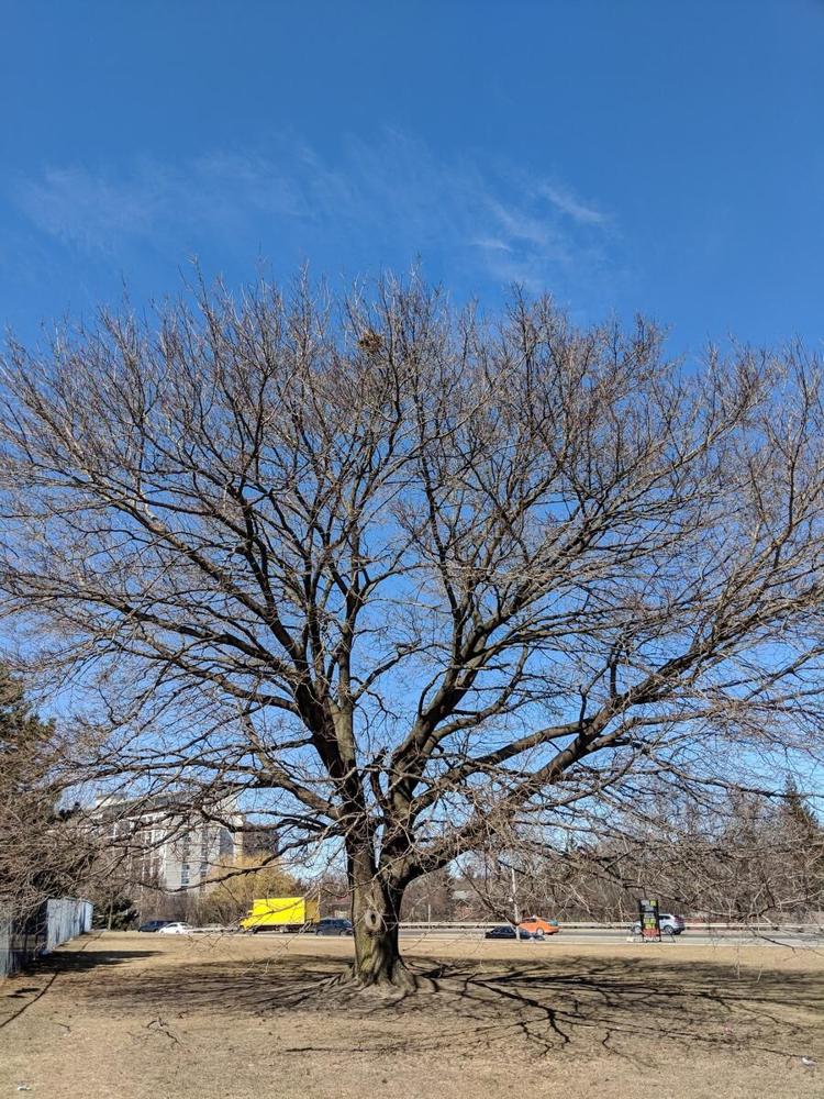 Old, majestic Norway maple near Toronto’s Don River has a dark side