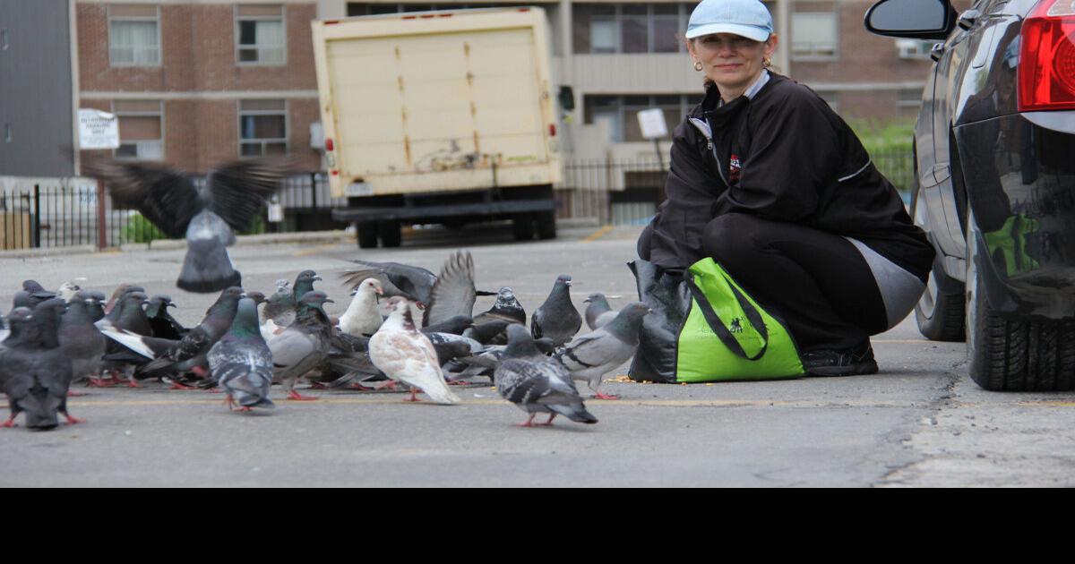 Pigeon rescue: Catching oft-reviled birds and saving them from ‘string ...