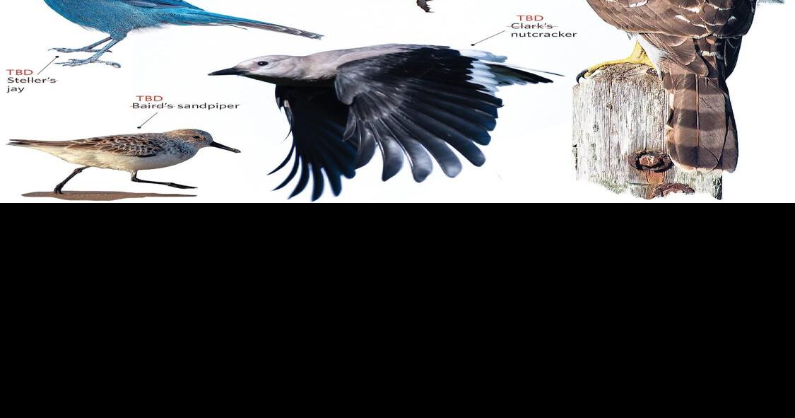 Delightful birds and their common names