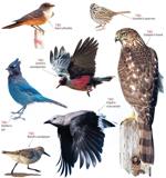 Delightful birds and their common names