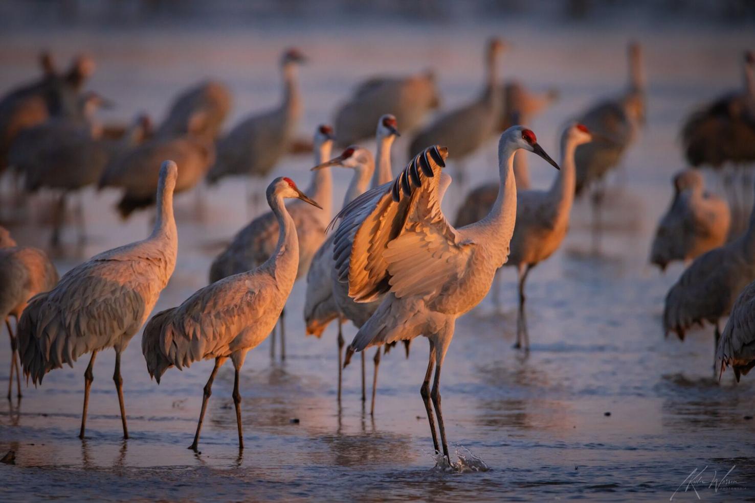 Birders flock to see the incredible sandhill cranes