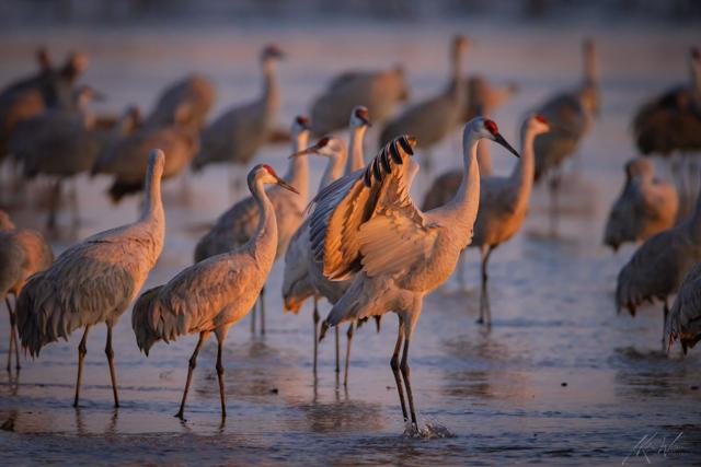 Birders flock to see the incredible sandhill cranes