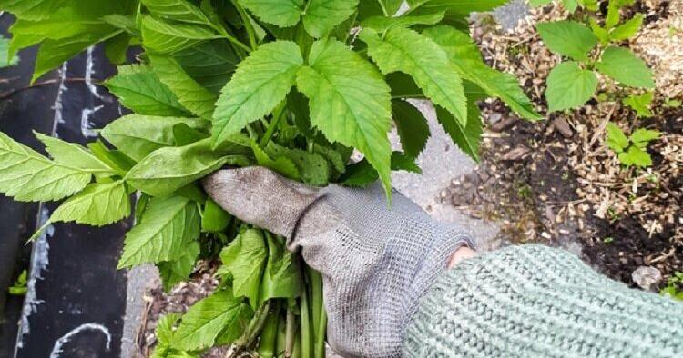 List of invasive plants is growing and some are surprising