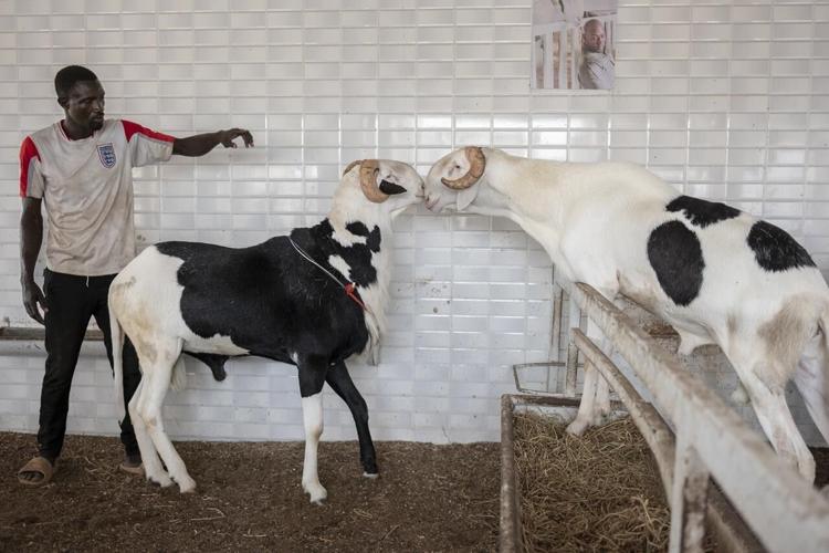 On Eid al-Adha, Senegal's star sheep are for luxury, not sacrifice