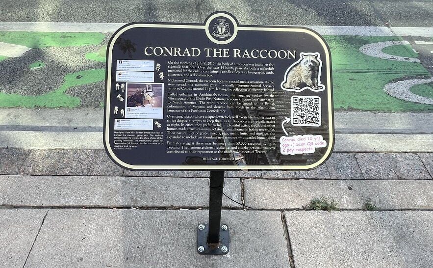 Conrad the raccoon honoured with plaque on Yonge Street