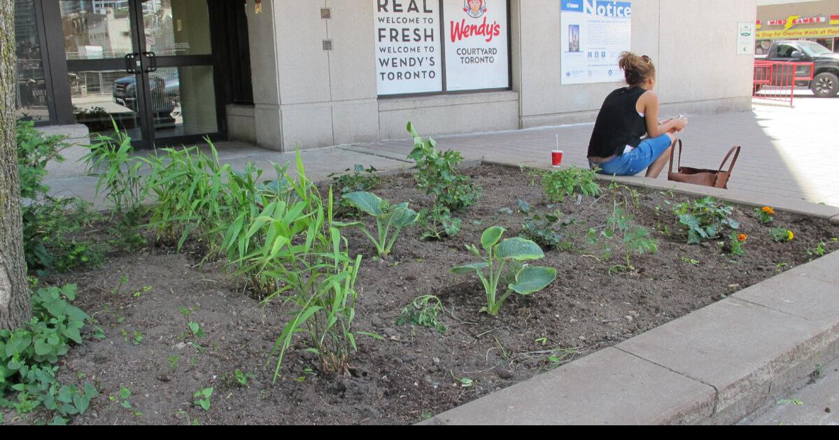 Phantom gardener gives neglected planter bed a second chance: The Fixer