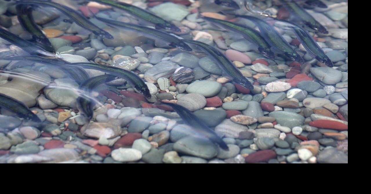 Newfoundland capelin out of 'critical zone,' but not because there are ...