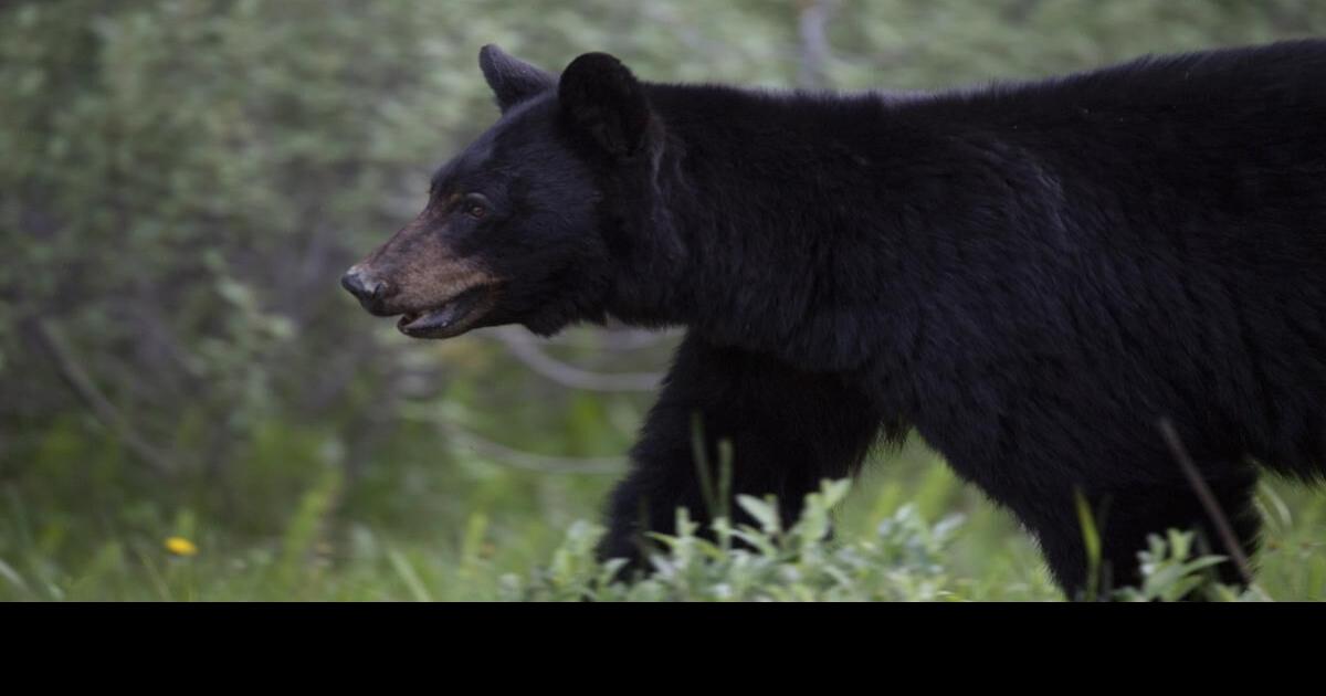 Bear attacks: how to avoid bears and what to do in an attack