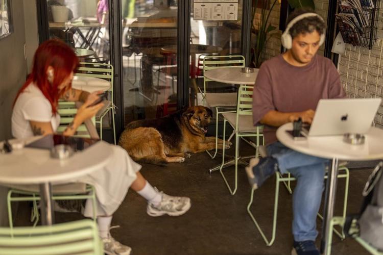 Turkey holds a tense debate on a bill to control stray dogs. It's ...