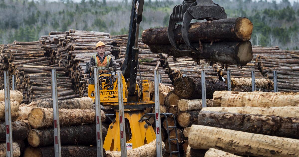 United States softwood lumber duties to cost 2,200 jobs, report says