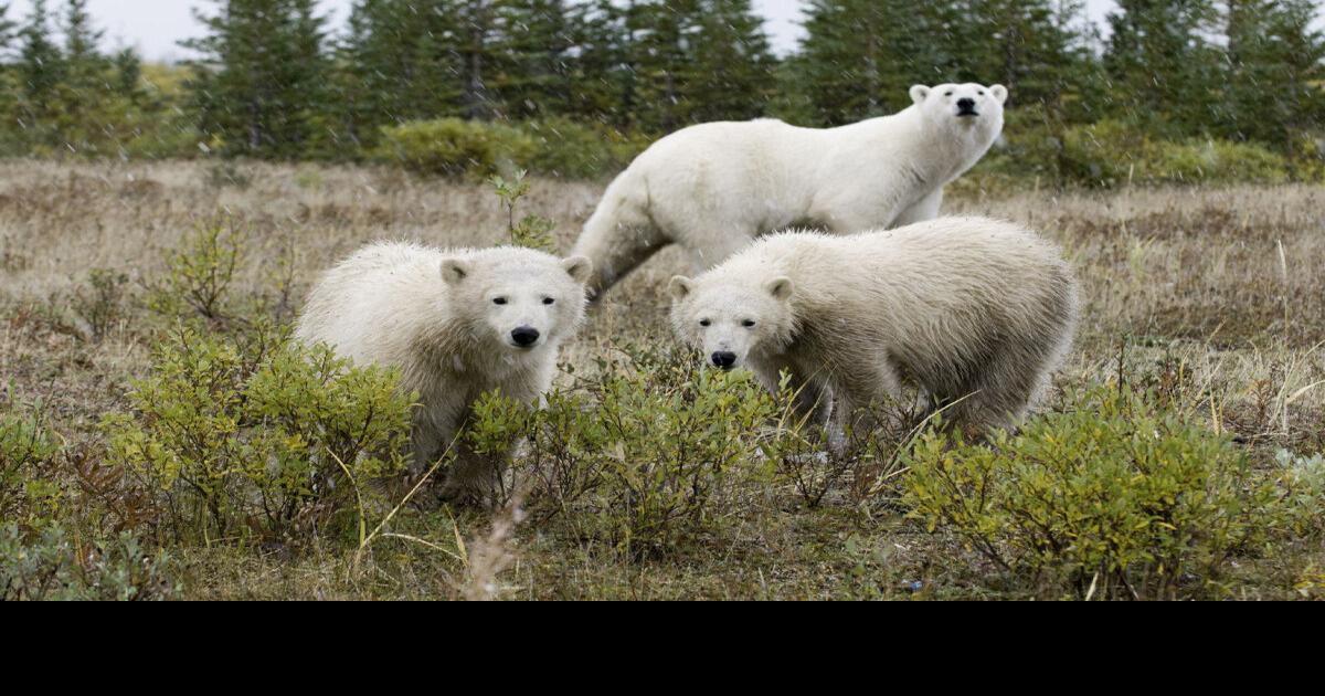 Rare wildfires may destroy pregnant polar bears’ dens near Hudson Bay