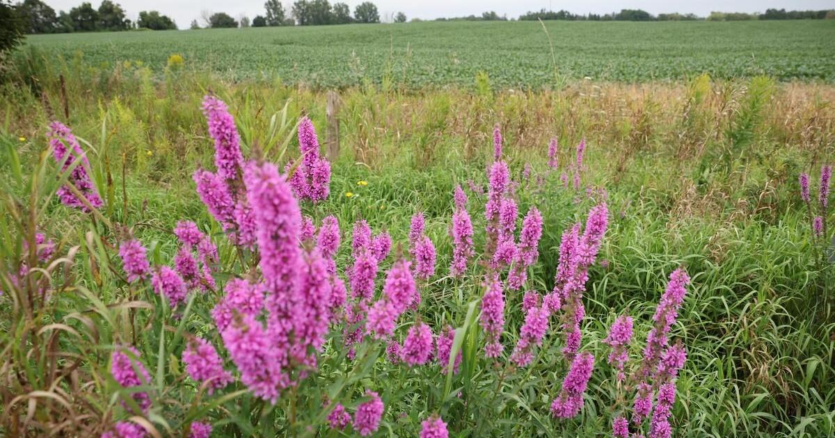Ontario developer divvies up, sells Greenbelt and farm lands