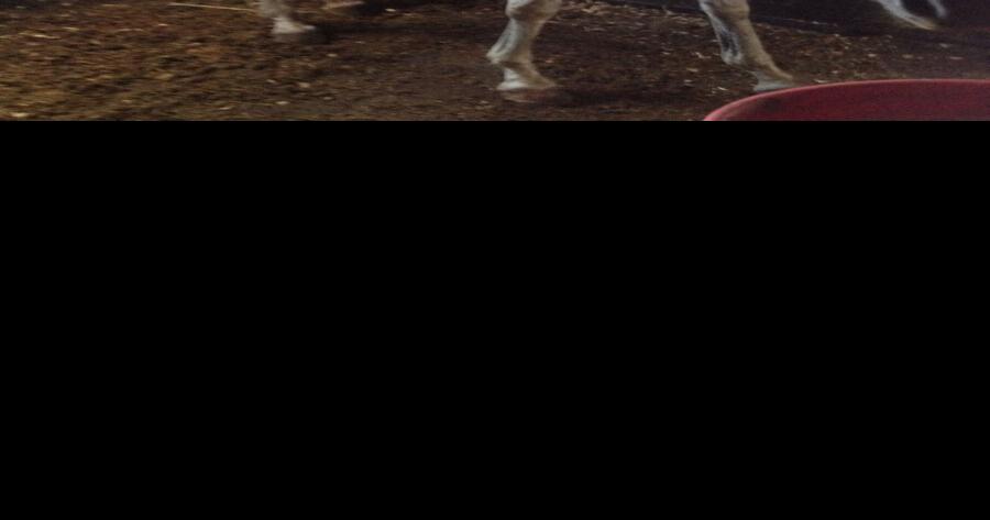 OSPCA probing reports of emaciated horses in vet's barn