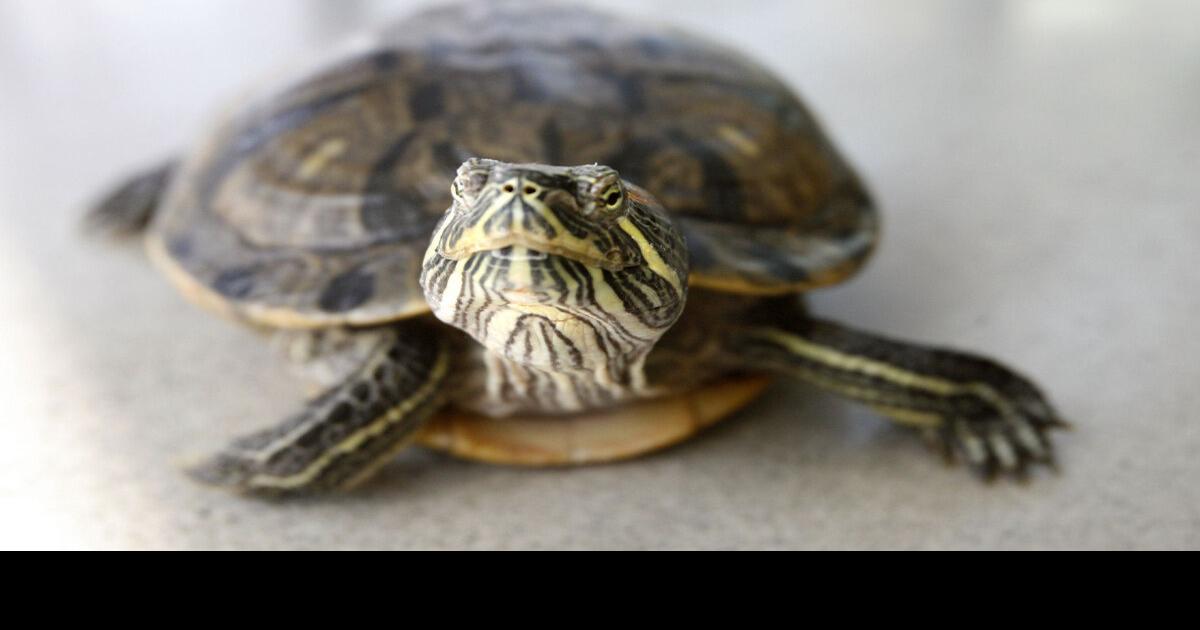 Canadian with 51 turtles in his pants expected to plead guilty
