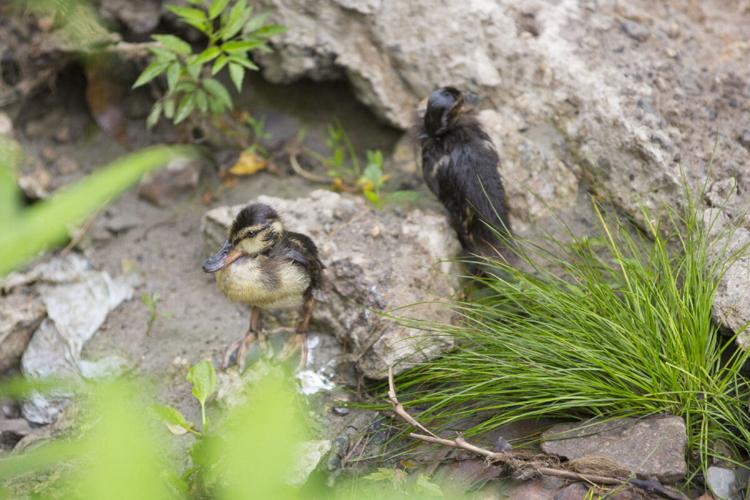Ducks coated in oil after spill in Mimico Creek