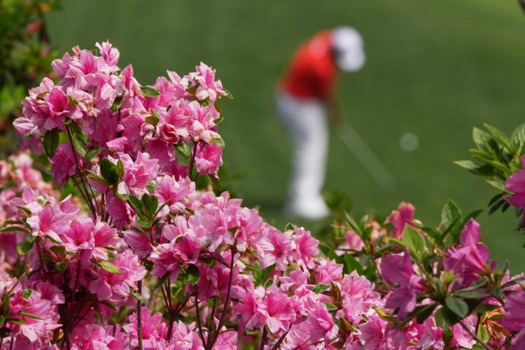 Masters in bloom: More than azaleas and dogwood make up golf's most ...