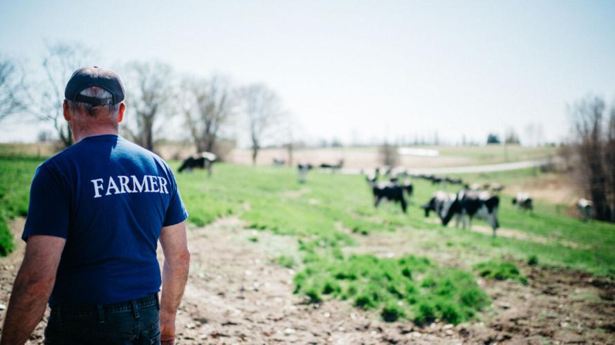 When these Ontario dairy cows see spring pasture for the first time ...