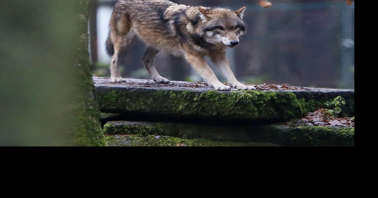European nations vote to lower protections for wolves after farmers ...