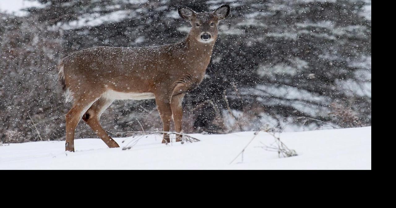 Quebec town to cull half of the deer population at local park