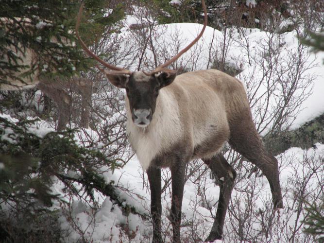 Indigenous communities come together to conserve caribou, an ‘emblem ...