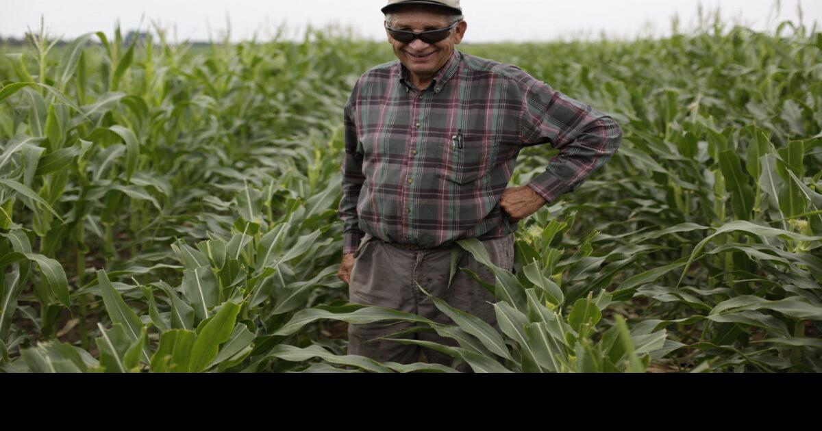 Students detassel corn to ensure hybrid purity