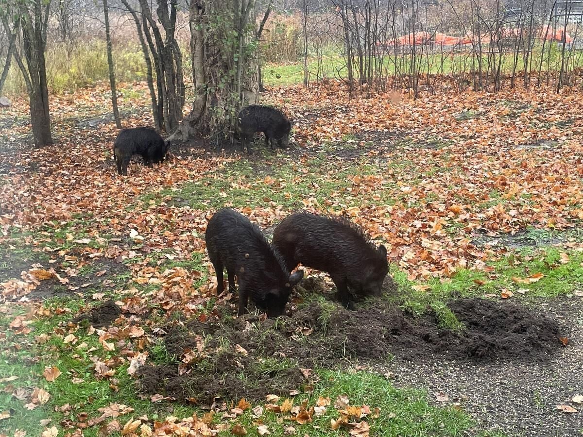 Are Canada’s invasive ‘super pigs’ taking over Ontario?