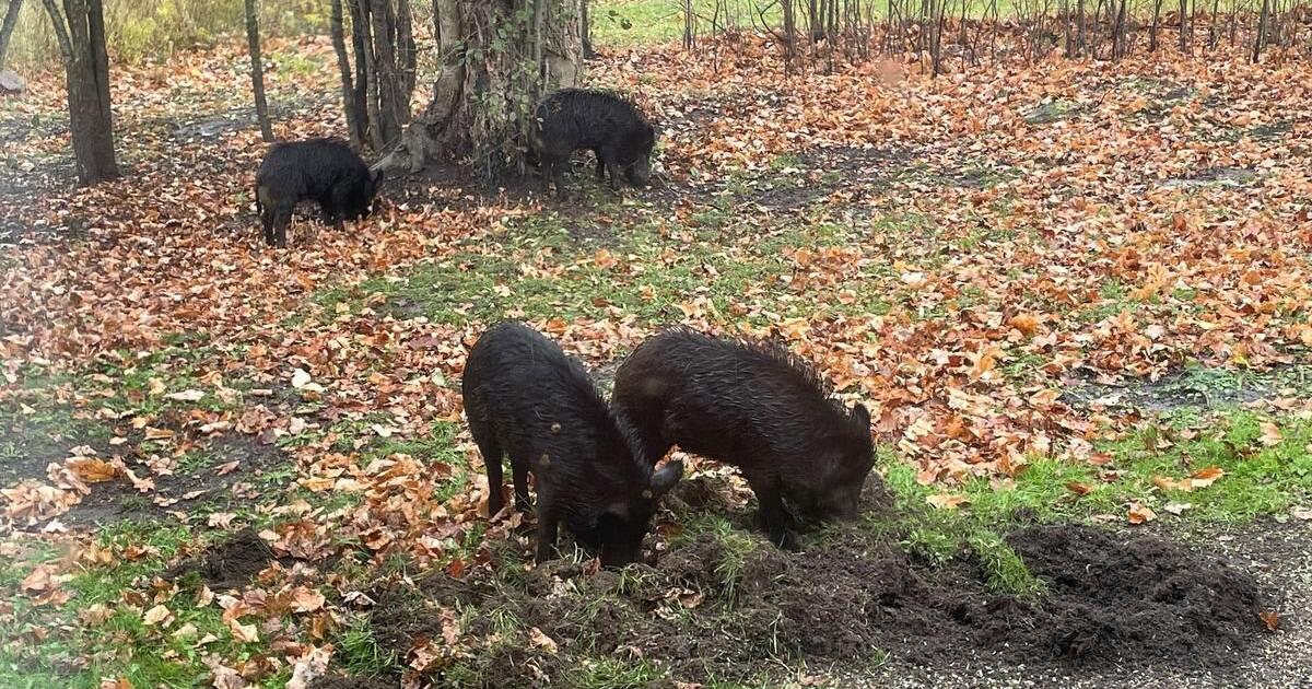 Are Canada’s invasive ‘super pigs’ taking over Ontario?