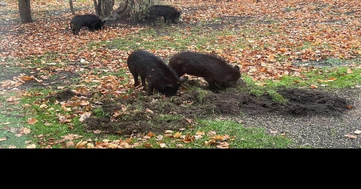 Are Canada’s invasive ‘super pigs’ taking over Ontario?