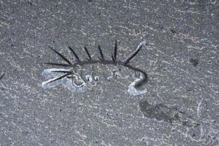 Walking worm fossil found in Canada