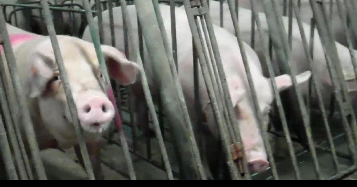 Secretly recorded video at Manitoba pig farm shows how pork gets on our ...