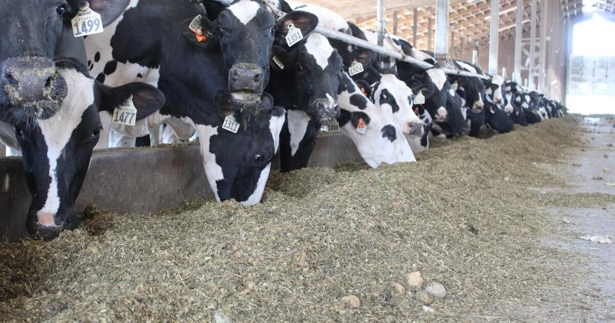 Do cows like potatoes? Inflation is causing one Ontario farmer to find out
