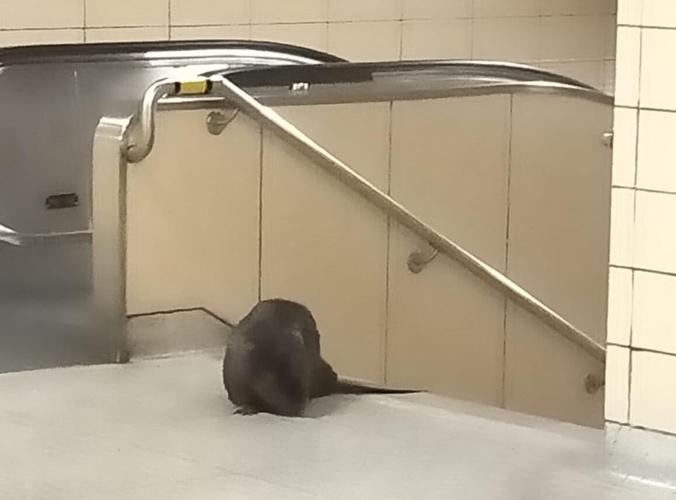 ‘He only paid a nickel.’ Strolling beaver temporarily closes entrance ...