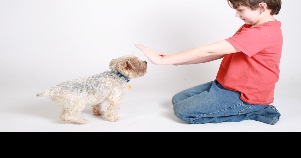 Teaching kids how to approach dogs