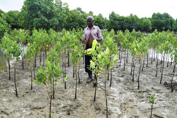 Mind the mangroves! Some Kenyans combat the threat of logging with hidden beehives